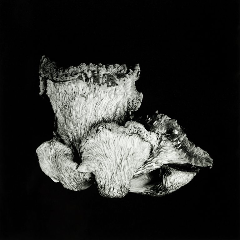 What’s in a Name – “Analog Art” – Spirit of Analog Art